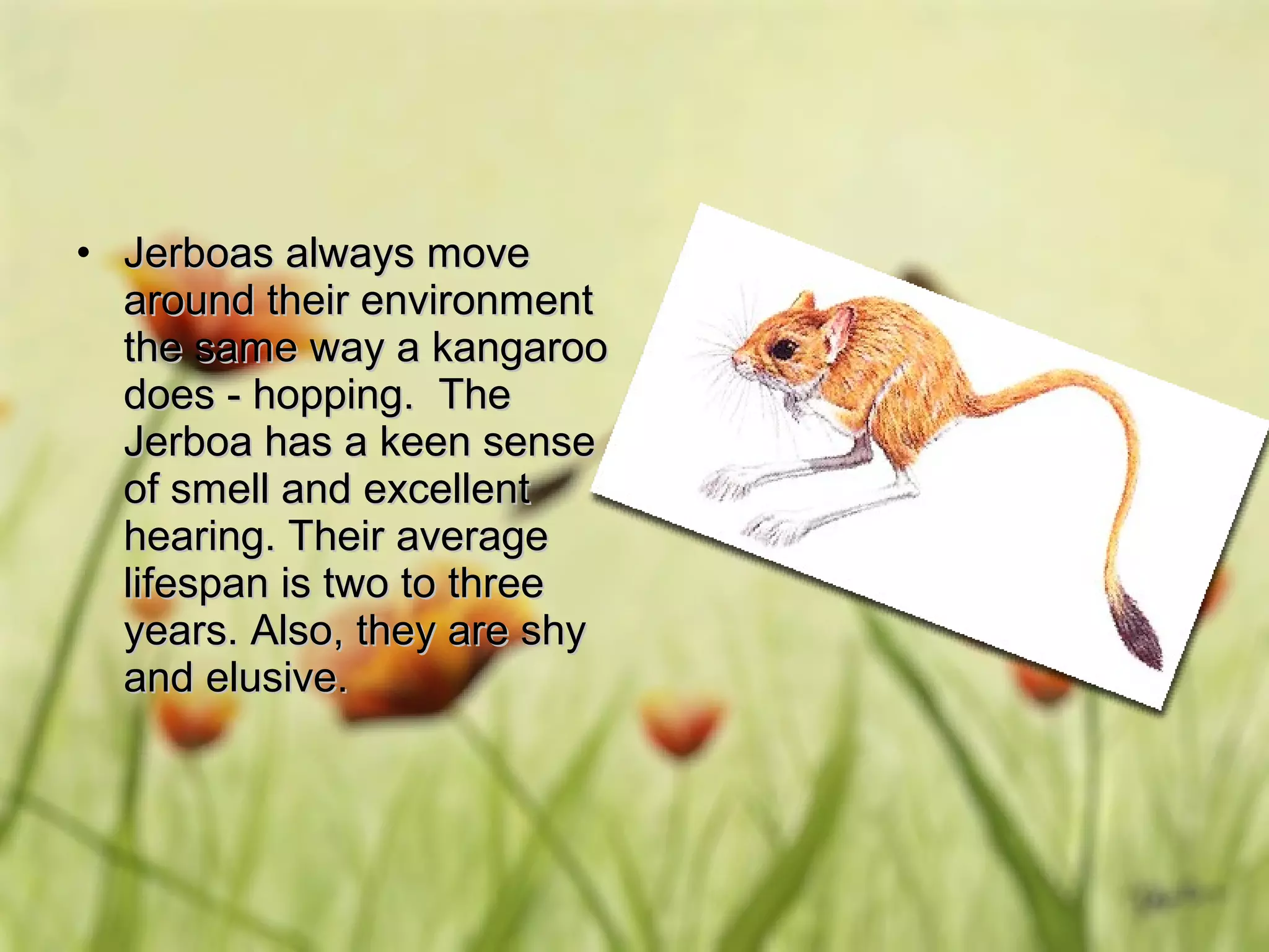 Animal that lives in russia соколова полина 8 класс | PPT