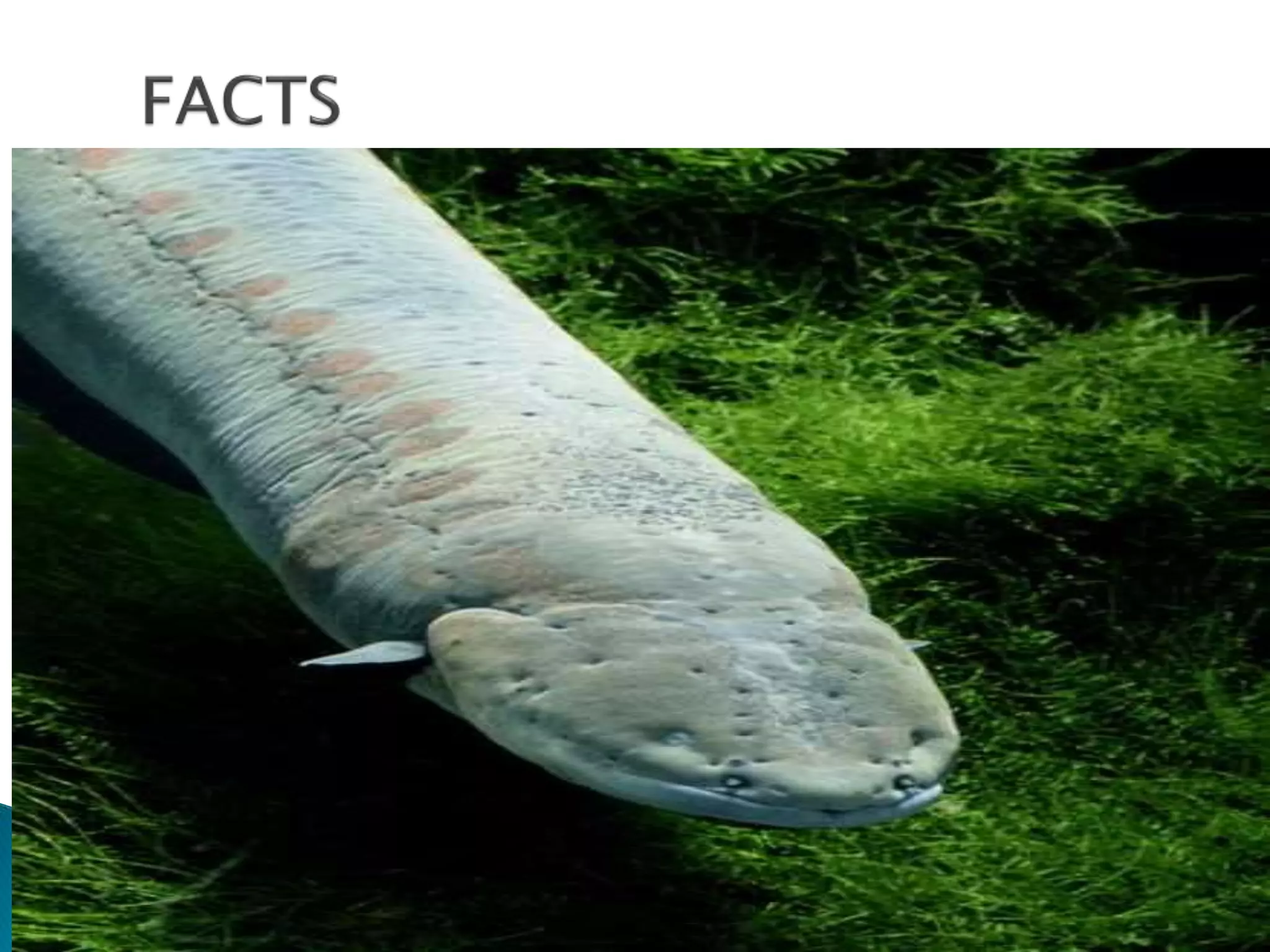 electric eel | PPTX | Fish and Aquariums | Pets