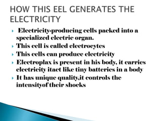 electric eel | PPTX | Fish and Aquariums | Pets