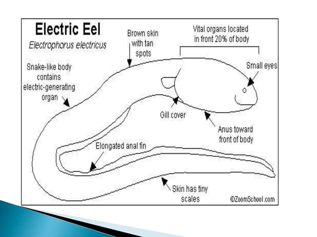 electric eel | PPTX | Fish and Aquariums | Pets