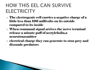 electric eel | PPTX