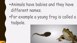 Animal their babies WITH COMPLETE DETAILS | PDF