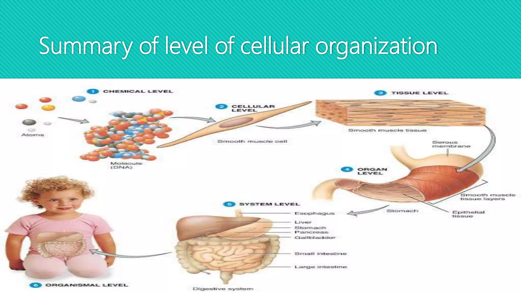 Animal tissue | PPTX