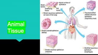 Animal tissue | PPTX | Lung and Respiratory Health | Diseases and ...
