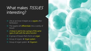 Animal tissue | PPTX | Lung and Respiratory Health | Diseases and ...