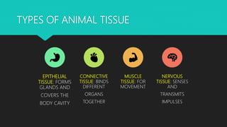 Animal tissue | PPTX | Lung and Respiratory Health | Diseases and ...
