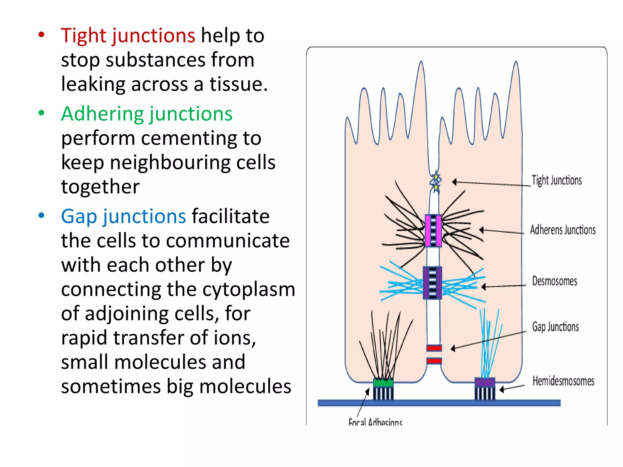 Animal tissue | PPTX