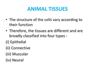 Animal tissue | PPTX