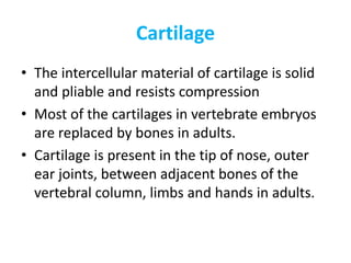 Animal tissue | PPTX