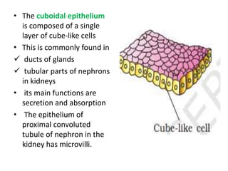 Animal tissue | PPTX