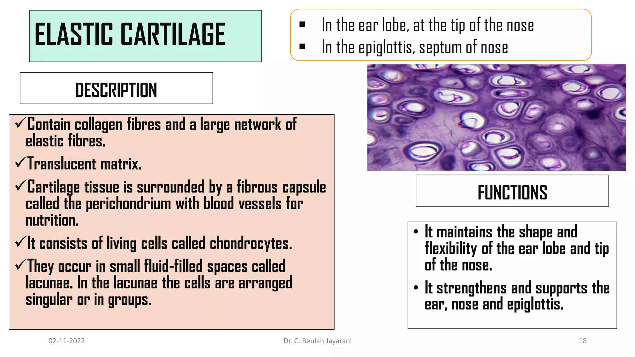 ANIMAL TISSUE - 2 (1).pdf