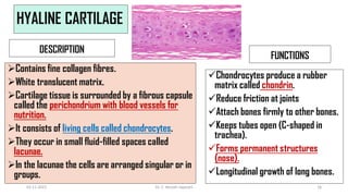 ANIMAL TISSUE - 2 (1).pdf