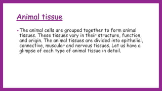 Animal tissue | PPTX