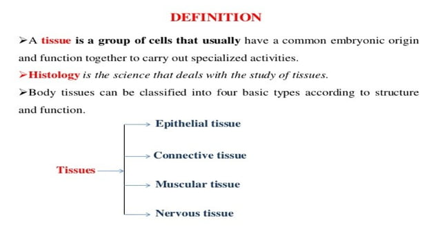 ANIMAL_TISSUE.of animal tissues great animal | PPT