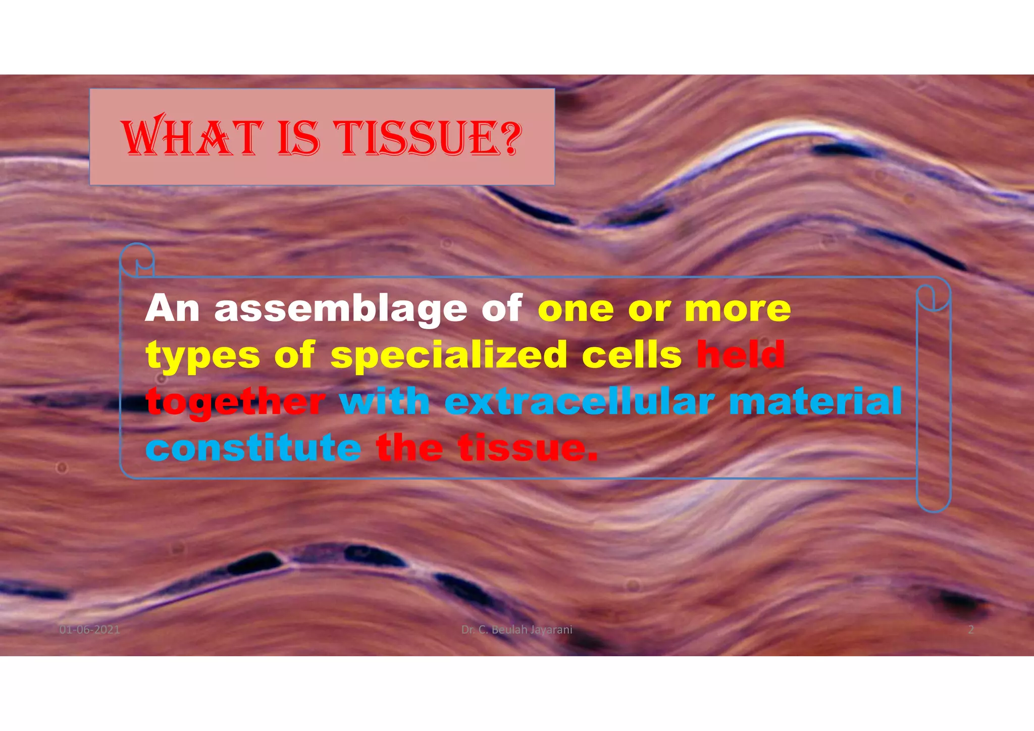 Module 42 Epithelial Tissues Basic Anatomy And Physiology Tissue