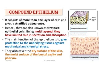 Animal tissue epithelial tissue | PDF