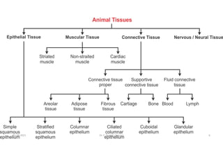 Epithelial Tissue Types Chart