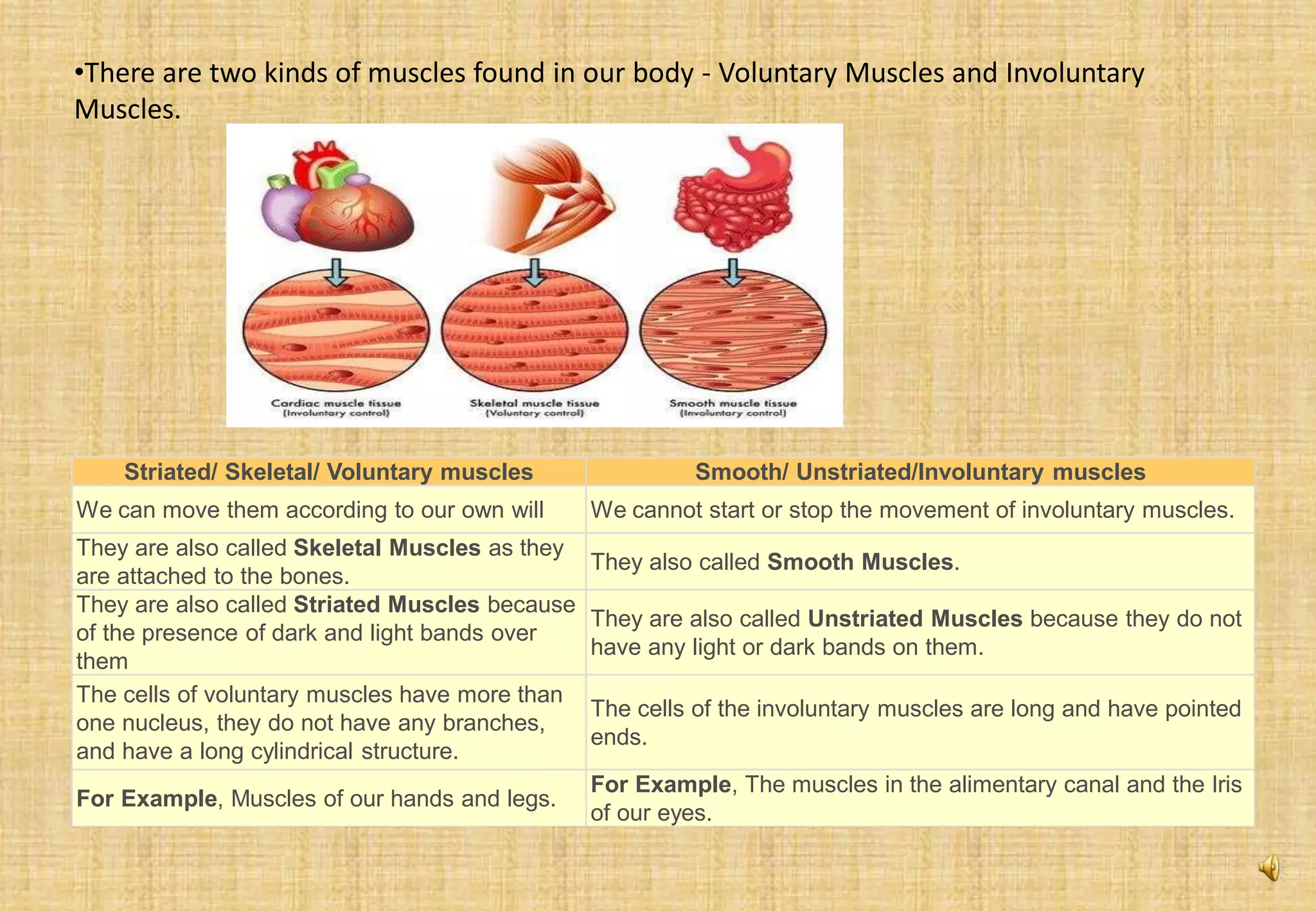 Animal tissue | PDF
