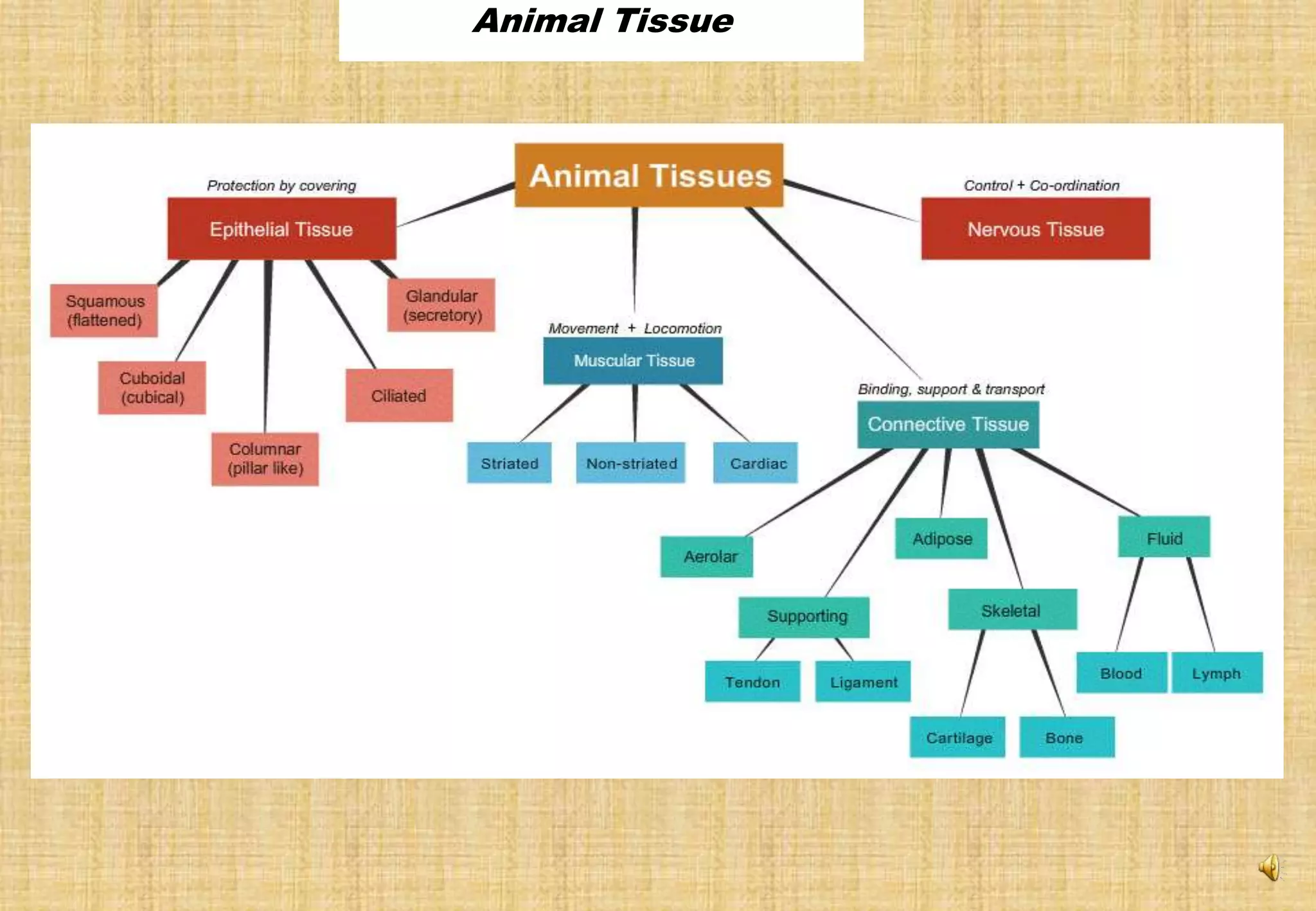 Animal tissue | PDF