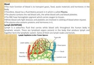 Animal tissue | PPT