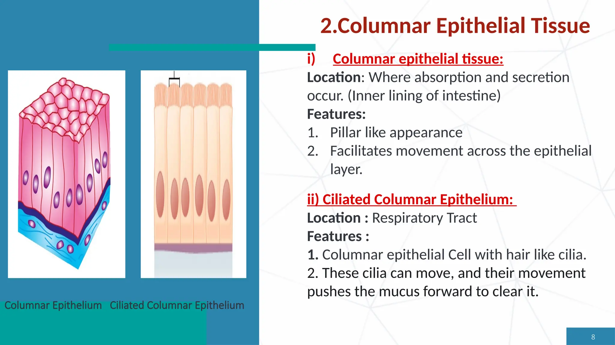 Animal Tissue _1_Class 9 Science Biology | PPTX