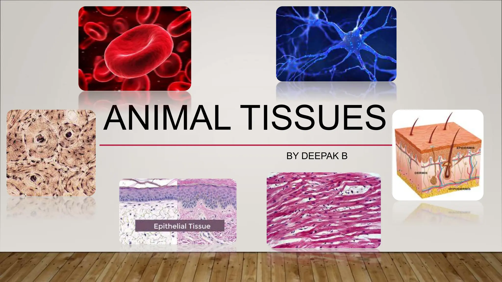 animal tissue class 12th ncert for neet .ppt