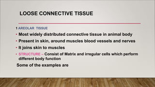 animal tissue class 12th ncert for neet .ppt