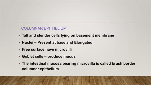 animal tissue class 12th ncert for neet .ppt | Lung and Respiratory ...