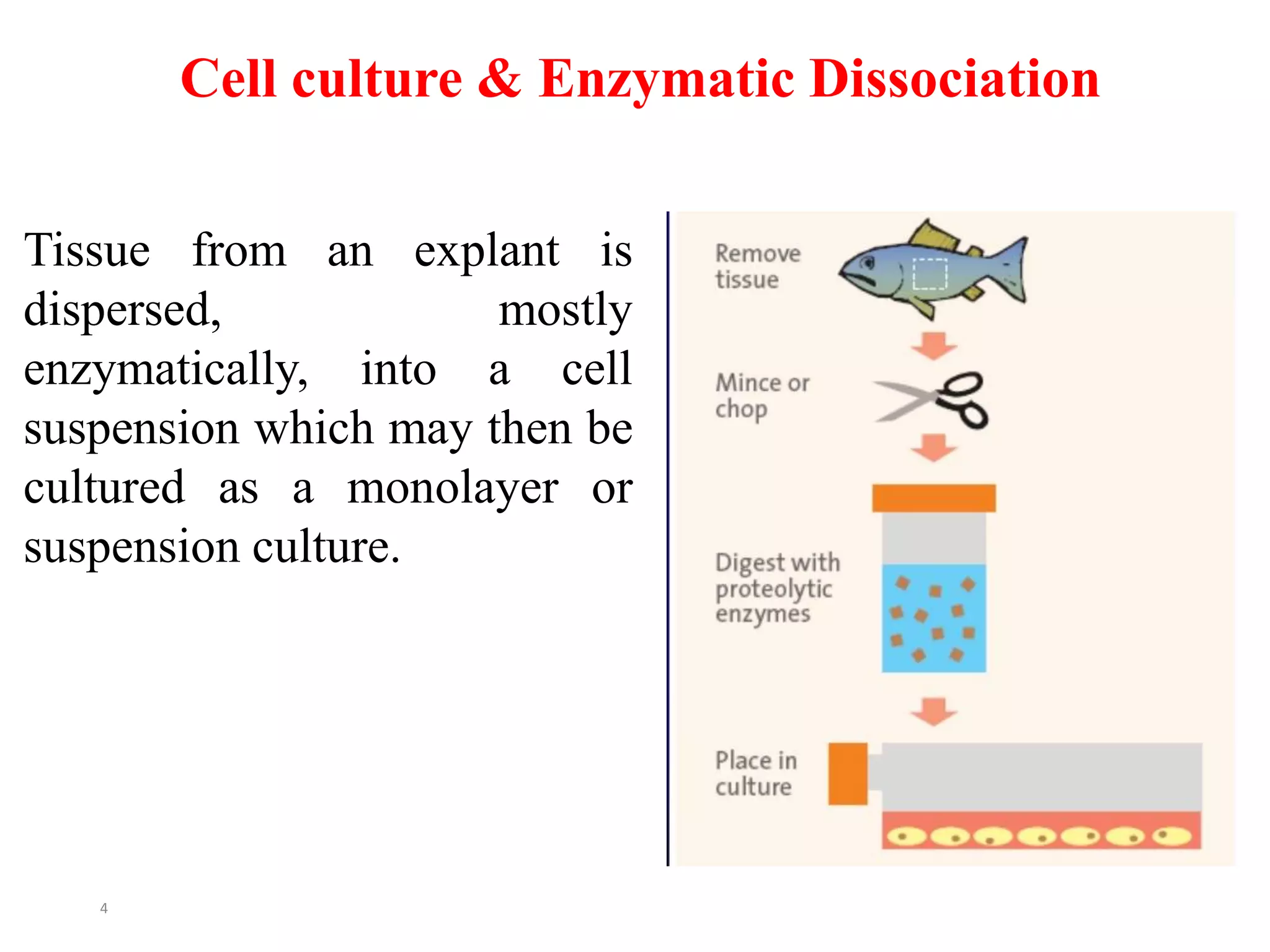 Animal tissue culture lecture 1 | PPTX