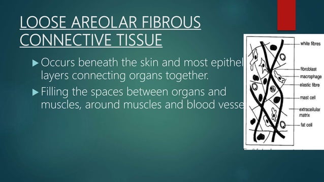 Animal tissue(life science) | PPT