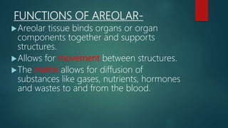 Animal tissue(life science) | PPTX