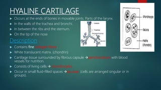 Animal tissue(life science) | PPTX