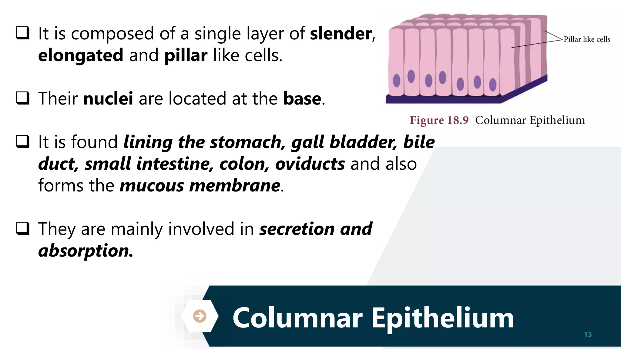 Animal Tissue Class IX.pptx