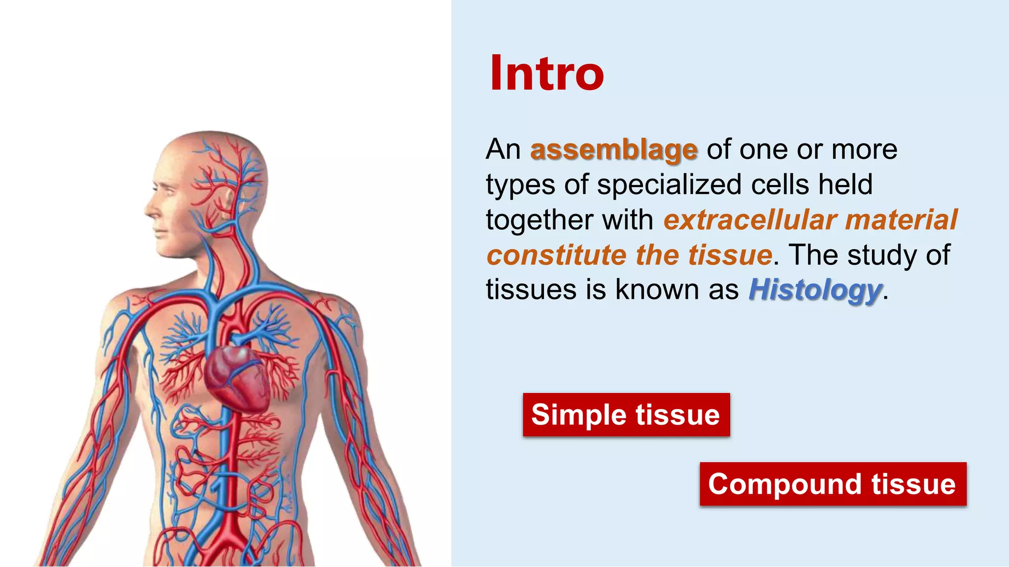 Animal Tissue Class IX.pptx