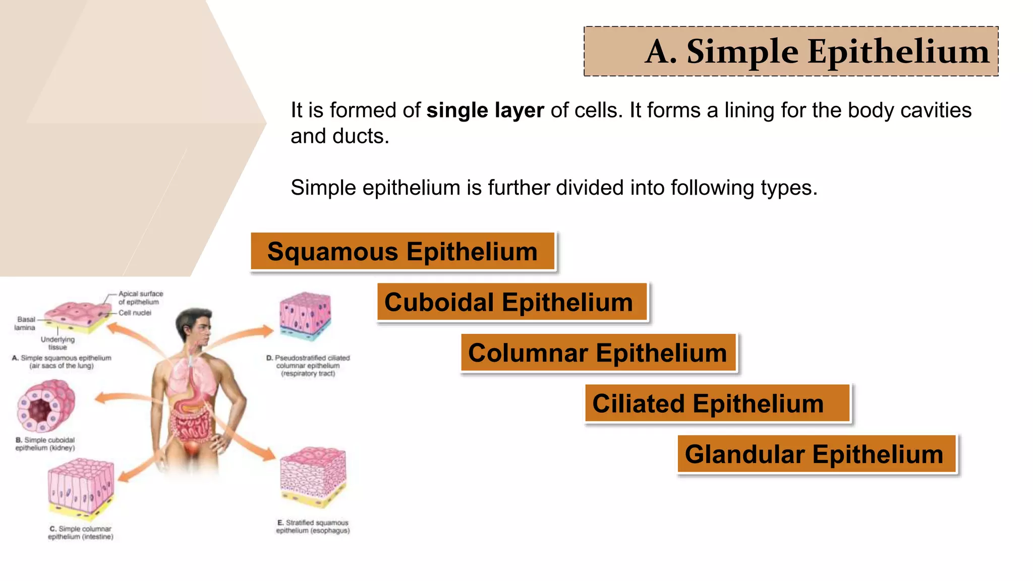 Animal Tissue Class IX.pptx