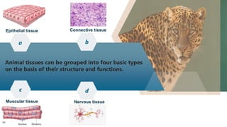 Animal Tissue Class IX.pptx