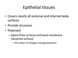 Animal tissues | PPT