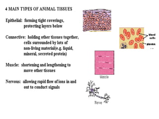 Animal tissues | PPT