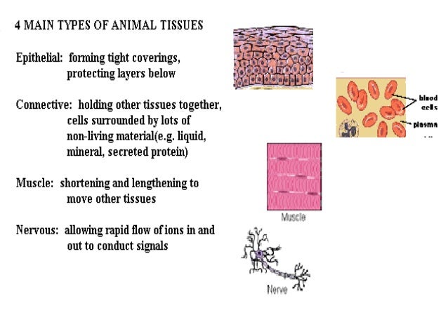 Animal tissues