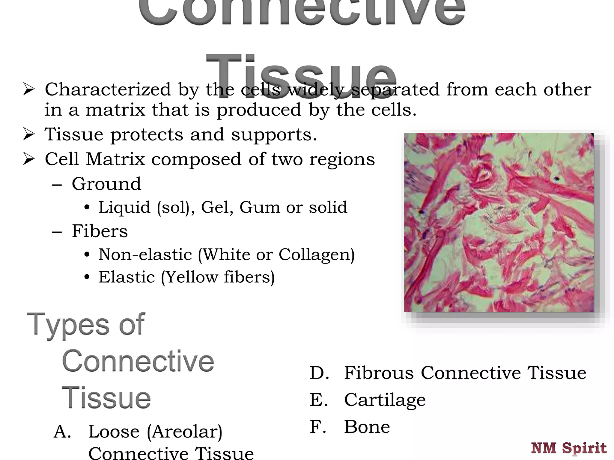 Animal Tissues | PPTX