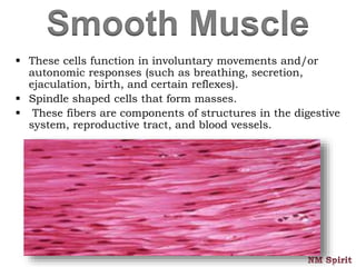 Animal Tissues | PPTX