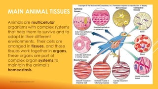 Animal tissues | PPTX