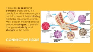 Animal tissues | PPTX