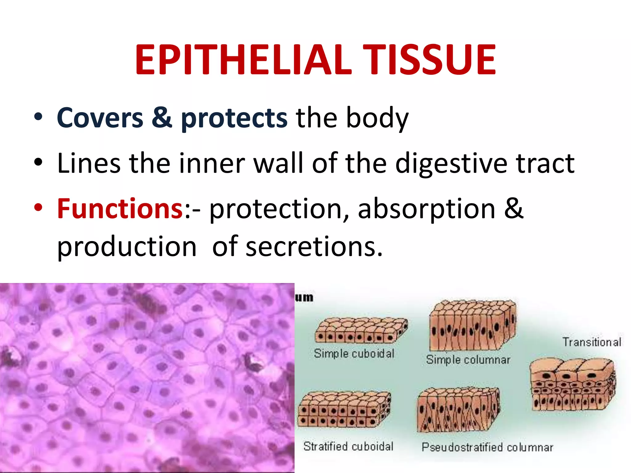 ANIMAL TISSUES - ICT BASED | PPTX