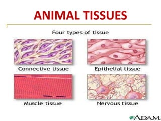 ANIMAL TISSUES - ICT BASED | PPTX