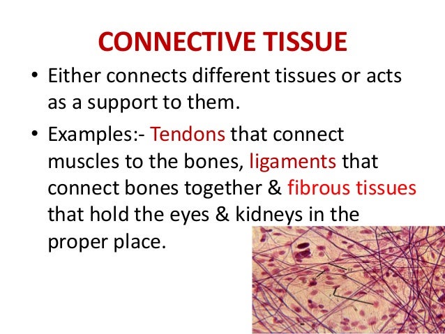 Connective Tissue Examples