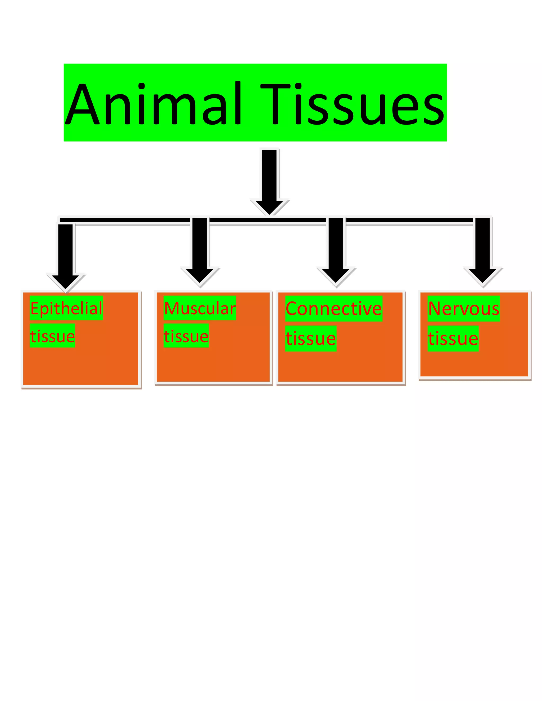 Animal tissues | DOCX