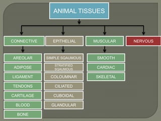 Animal tissues | PPTX