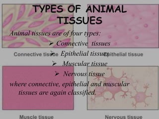 Animal tissues | PPTX