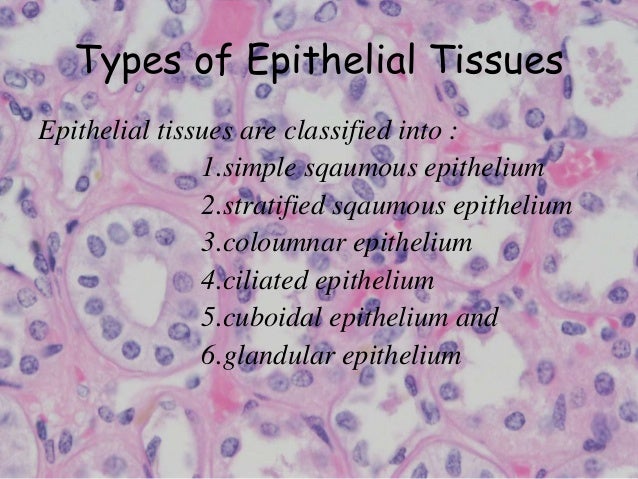 Animal tissues